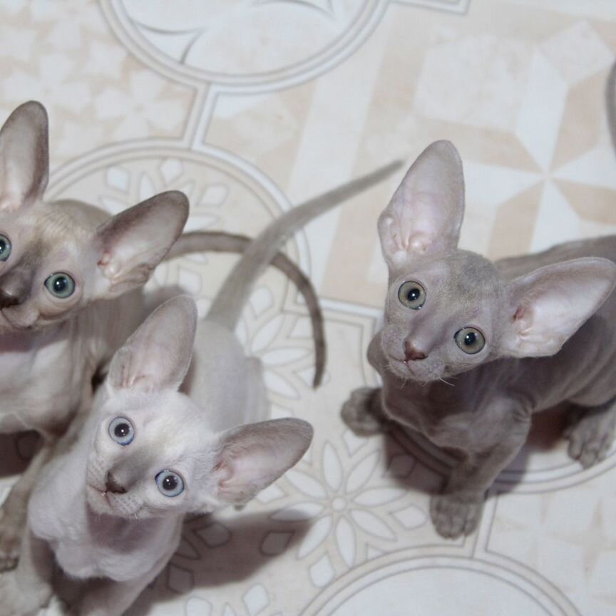 Котята корниш рекс (только кошки)