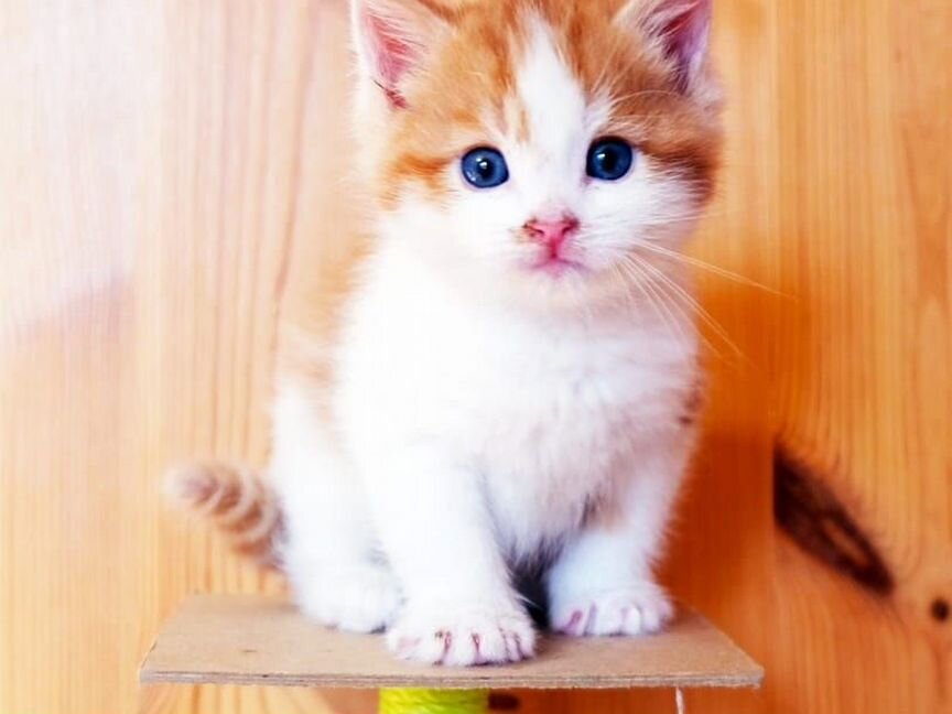 Котята ручные рыжие малыши