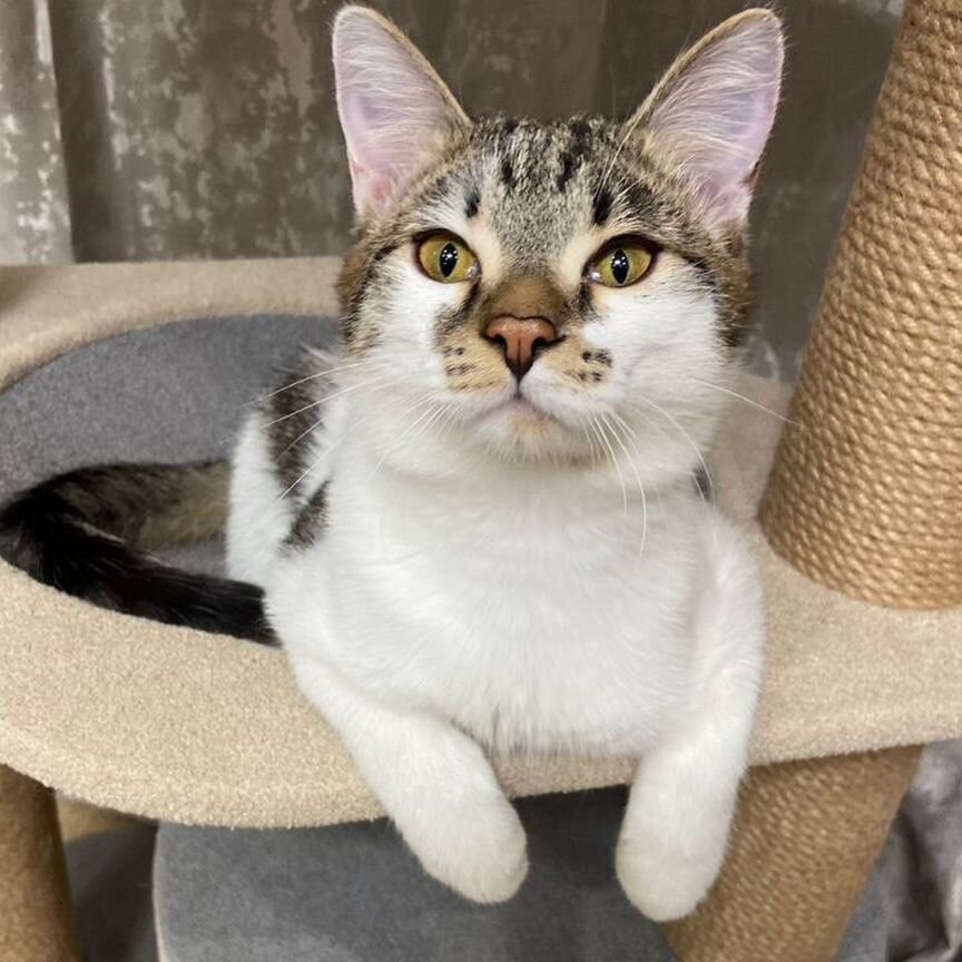 Котёнок в добрые руки