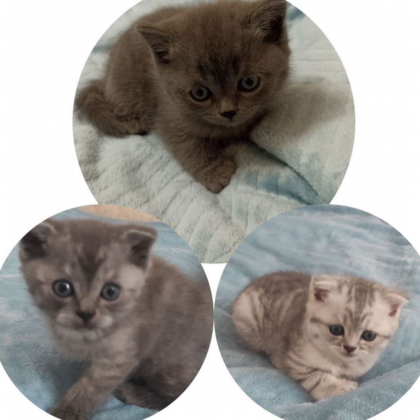 Британский короткошёрстный котёнок