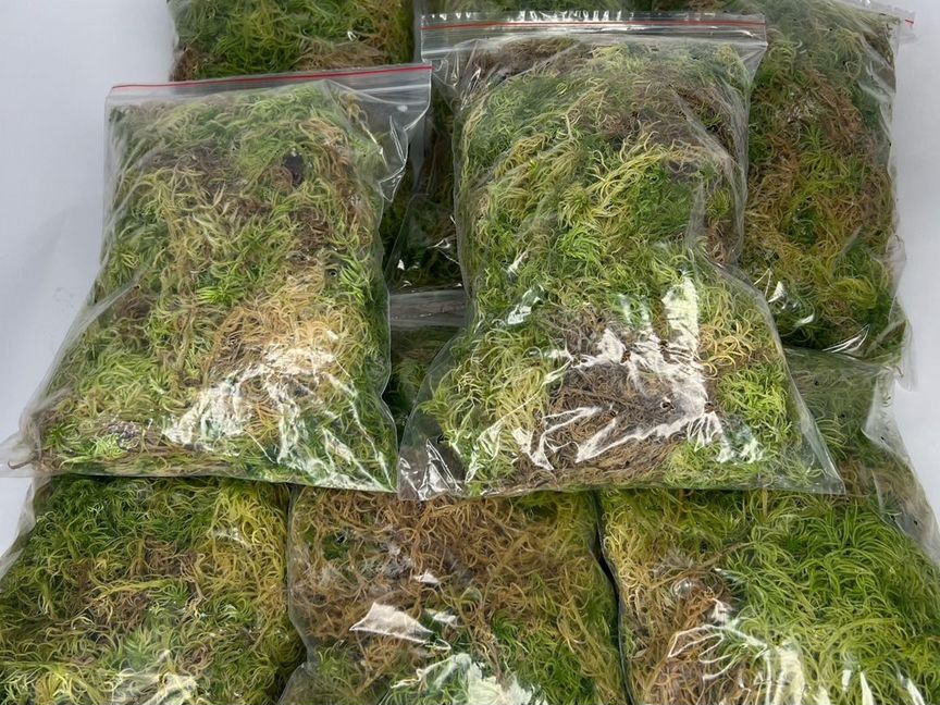 Мох для террариума