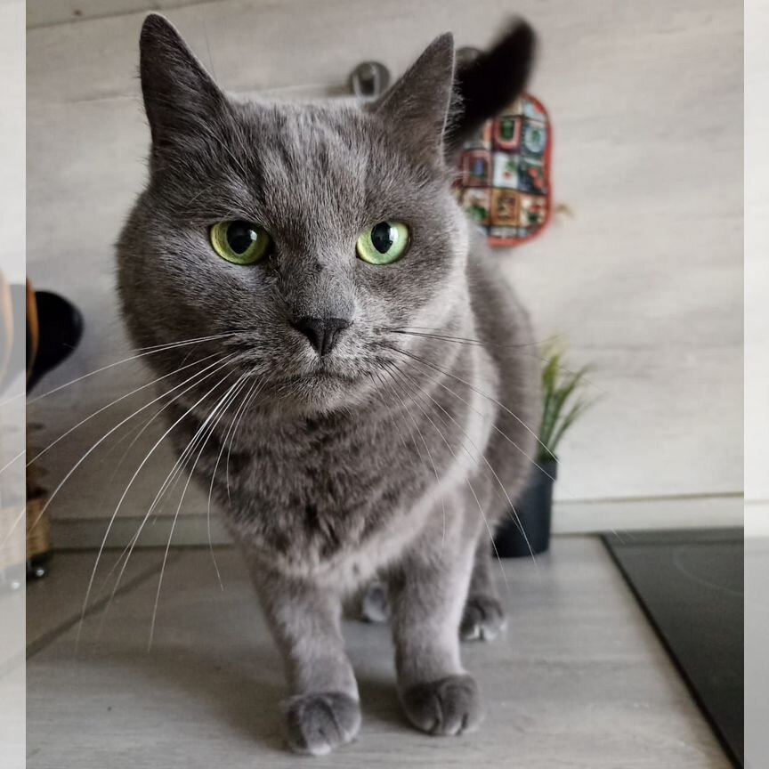 Взрослый кот в добрые руки