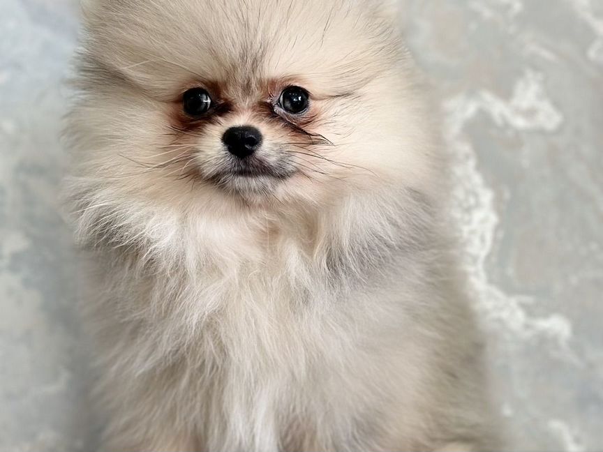 Померанский шпиц мини мальчик и девочка