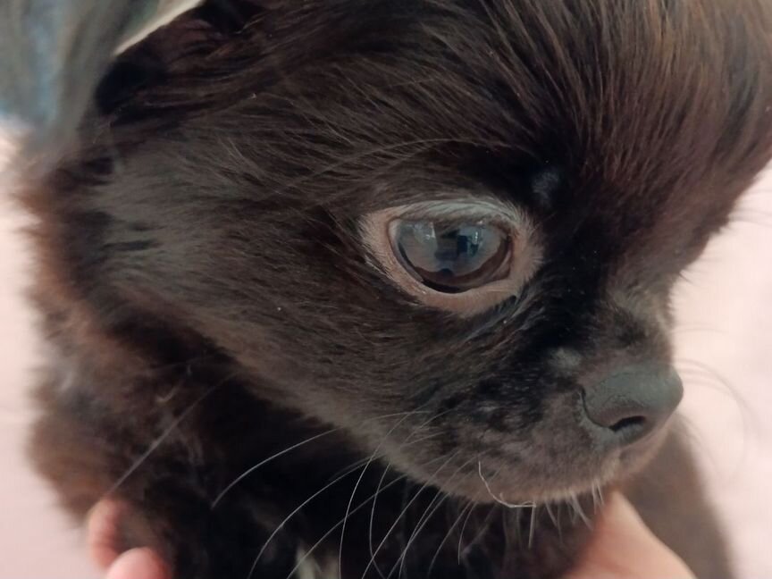 Продается щенок чихуа