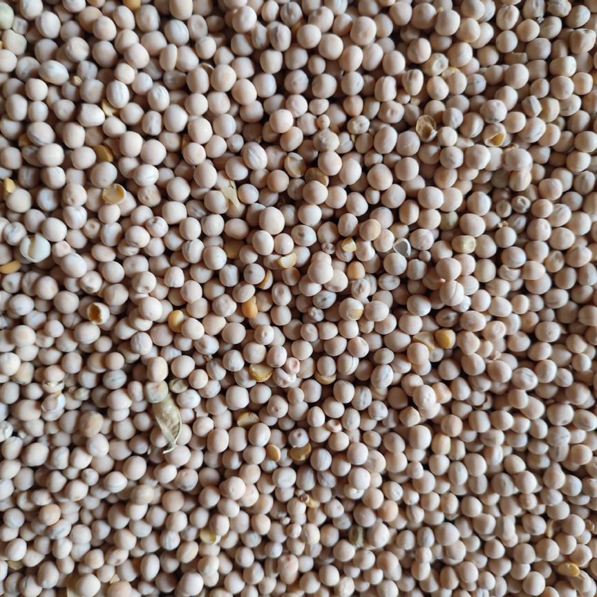 Горох кормовой