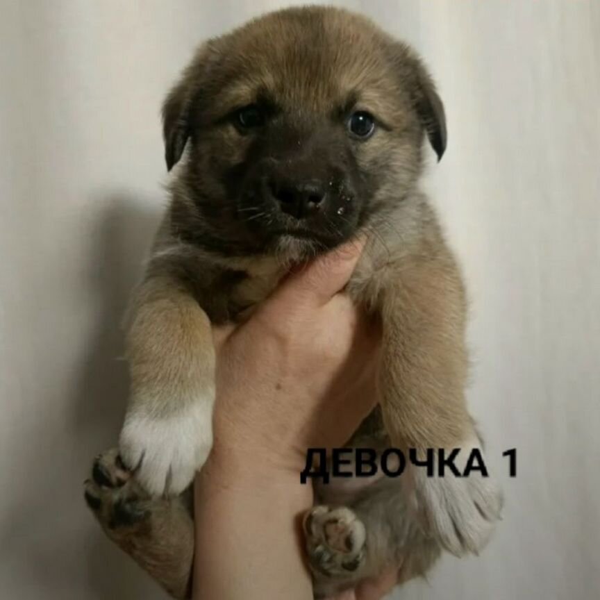 Щенок в добрые руки