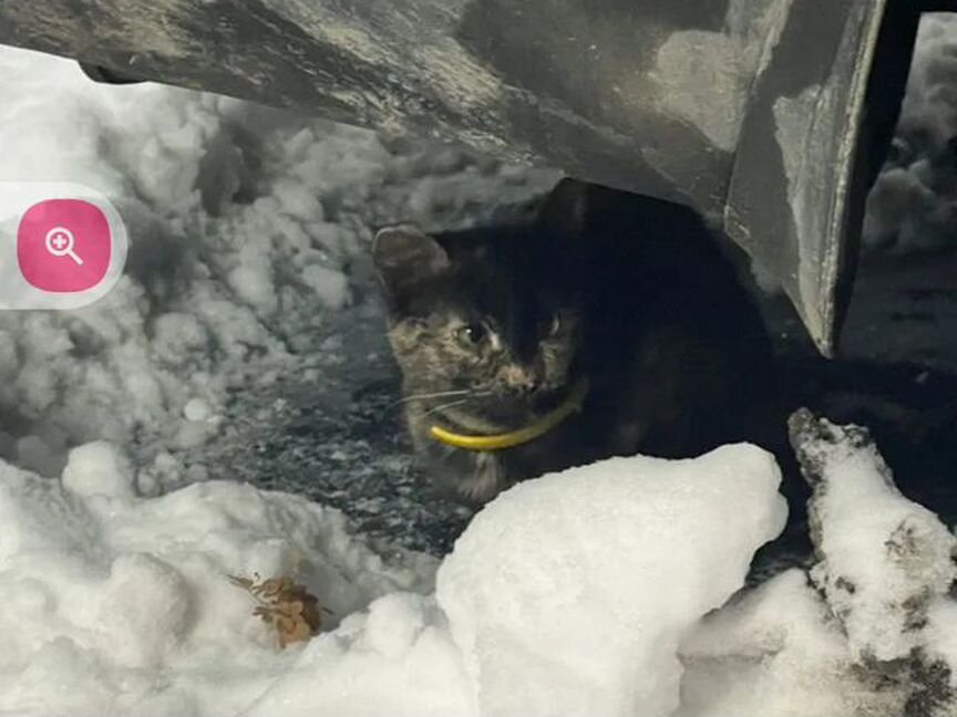 У кошечки отвалился от мороза кончик уха