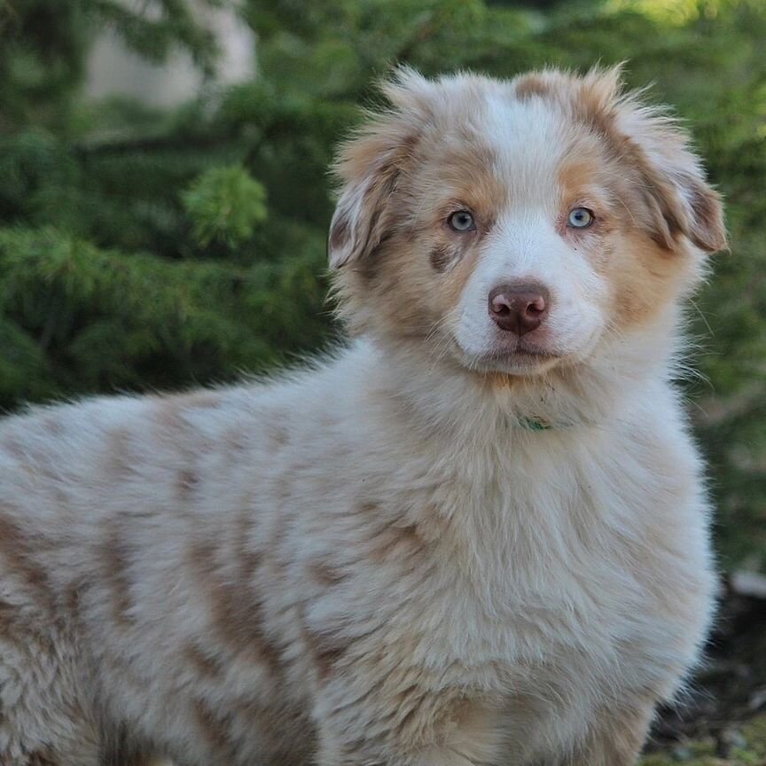 Австралийская овчарка, щенок