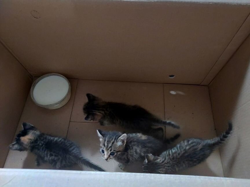 Отдам в добрые руки