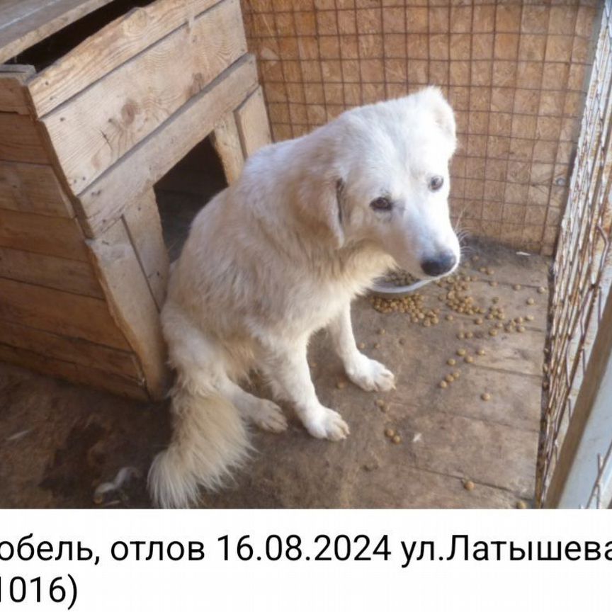 Собака в добрые руки