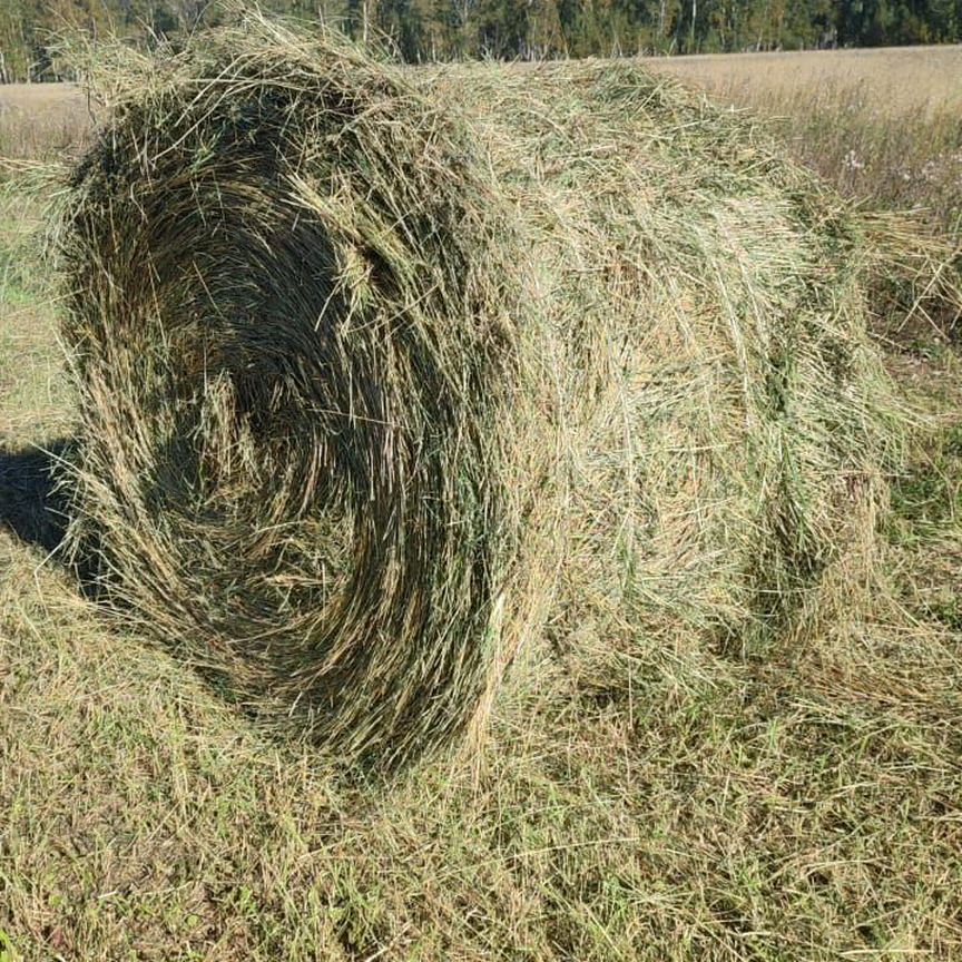 Продам сено в рулонах с доставкой