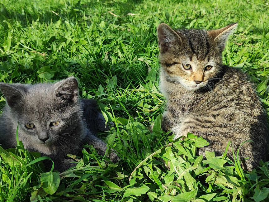 Котята в добрые руки