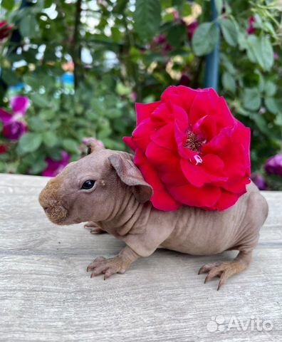 Морская свинка скинни