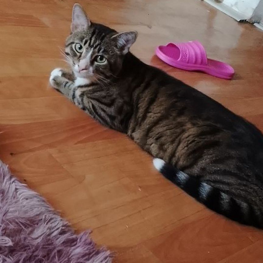 Котёнок в добрые руки