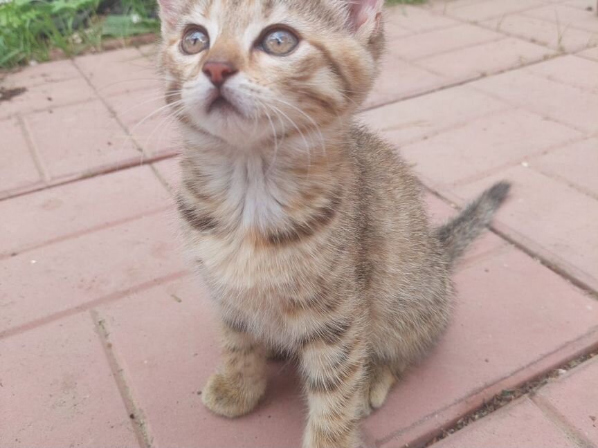 Котята в добрые руки бесплатно