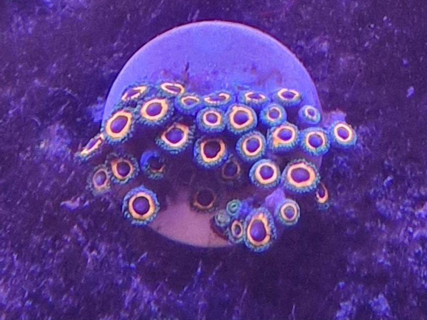 Зоантусы морские кораллы
