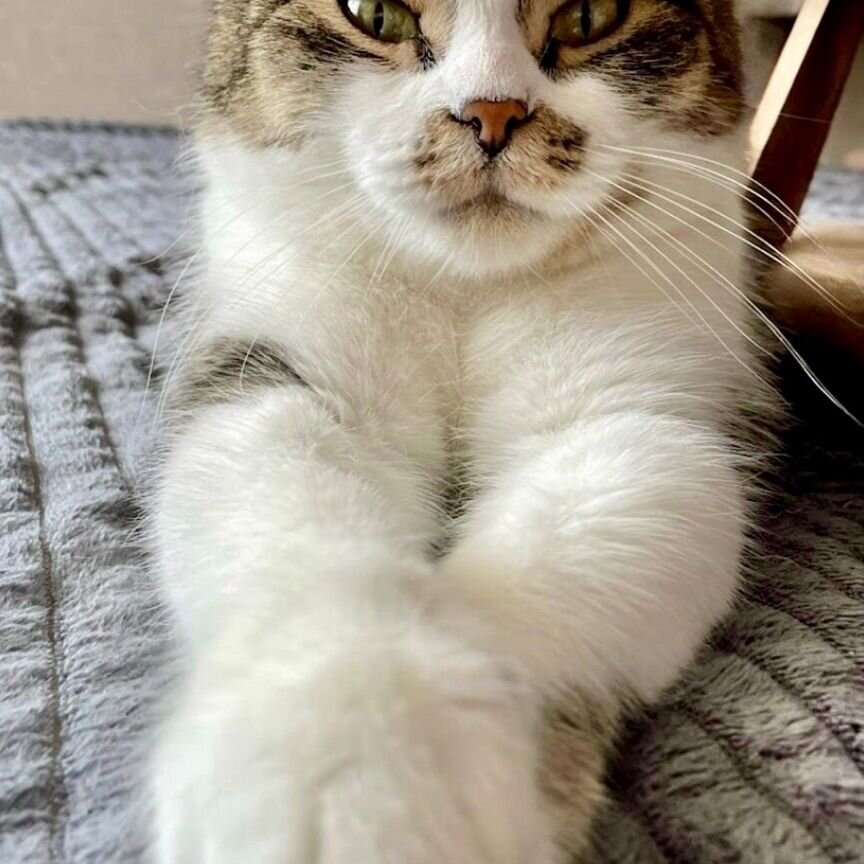 Взрослый кот в добрые руки