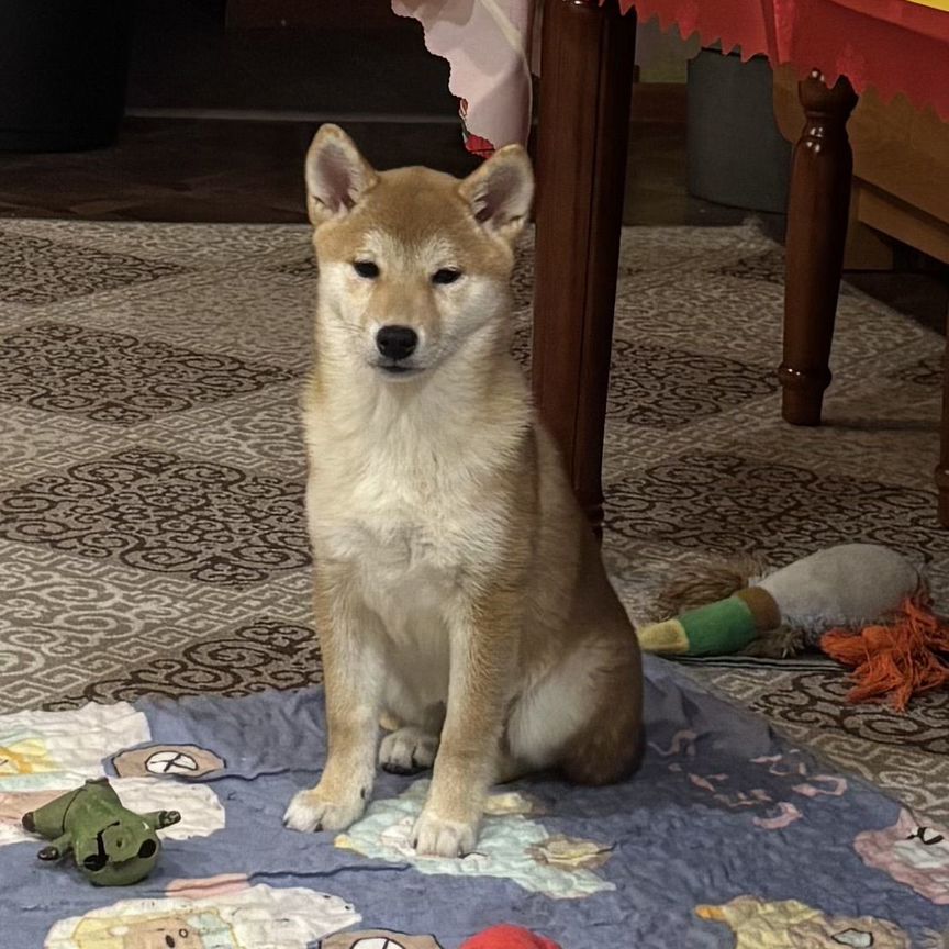 Сиба-ину, щенок