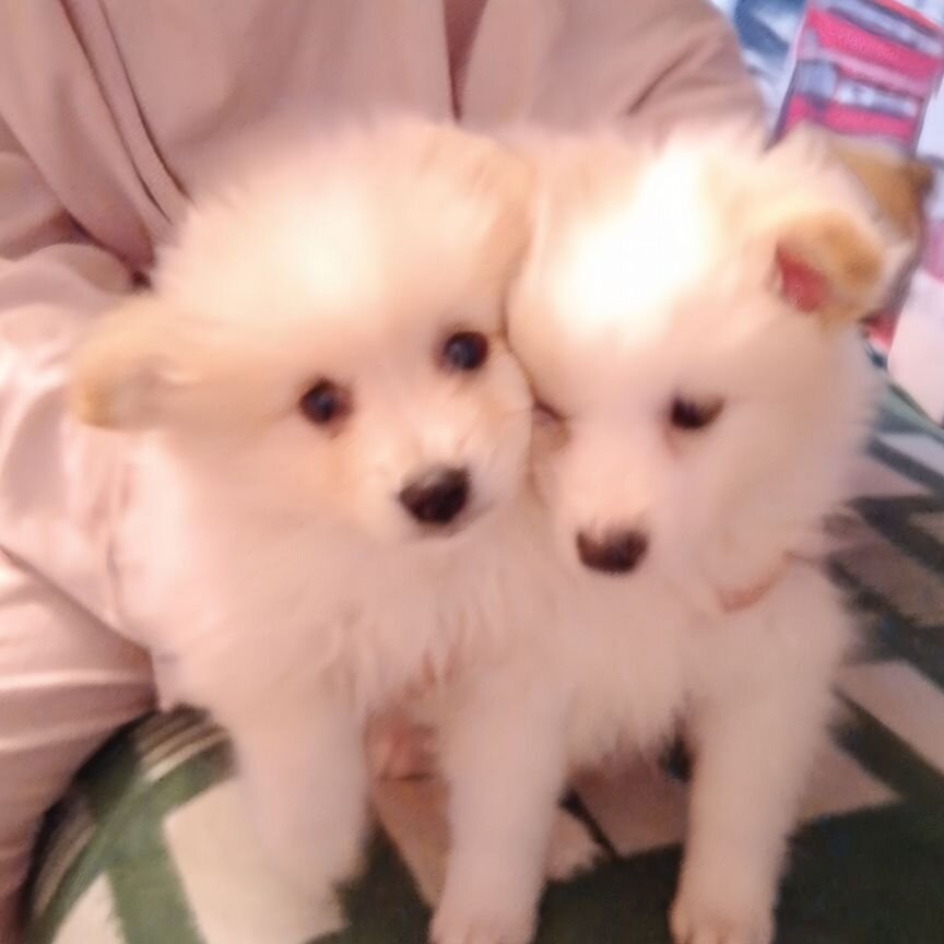 Немецкий шпиц, щенок