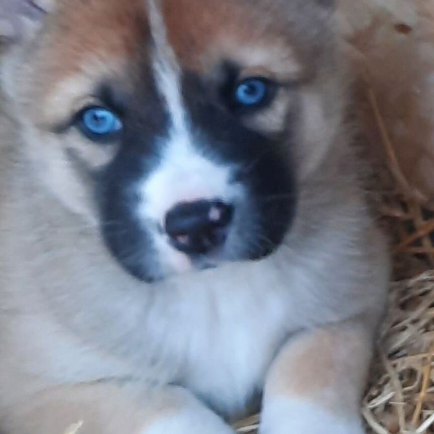 Сибирский хаски