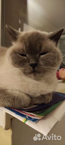 Кот