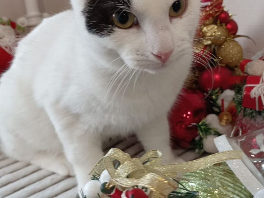 Котик Кокос ищет дом