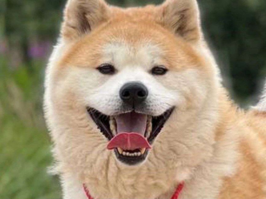 Акита ждет своего человека