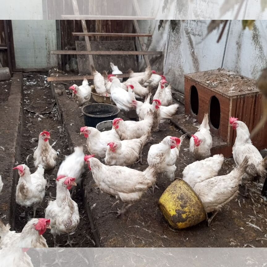 Продам кур несушек на суп