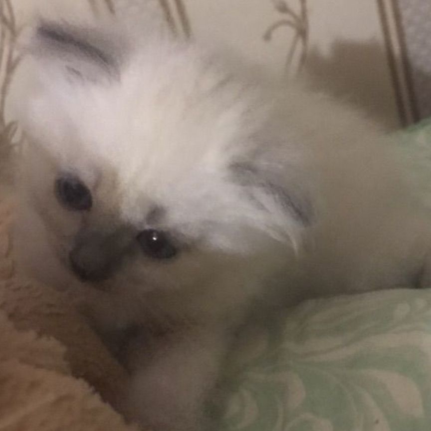 Невские маскарадные котята