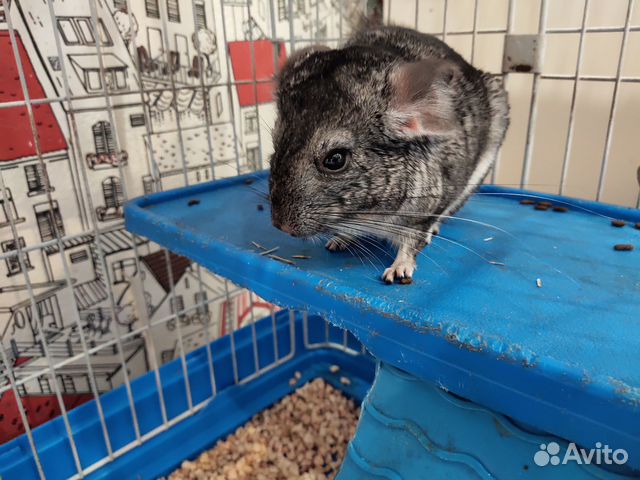 Продам шиншилу мальчика, вместе с клеткой