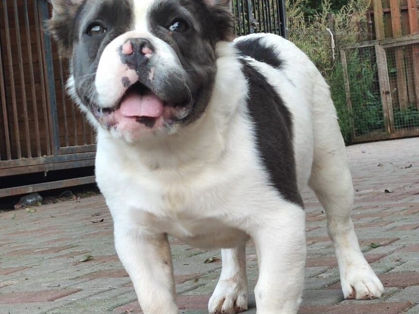 Французский бульдог