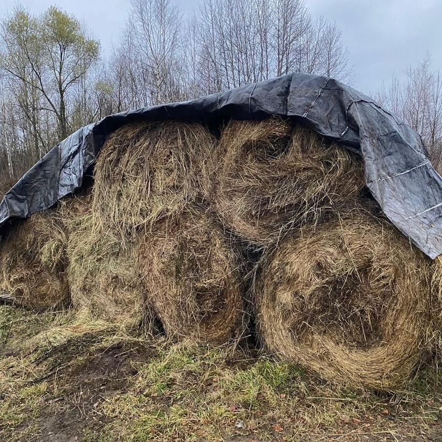 Продам сено в рулонах