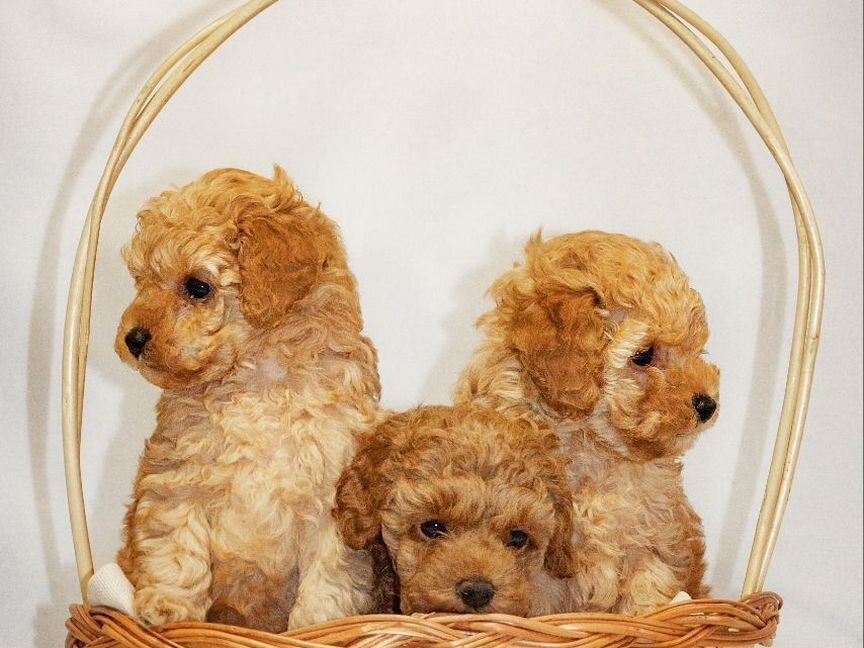 Той-пудель девочка