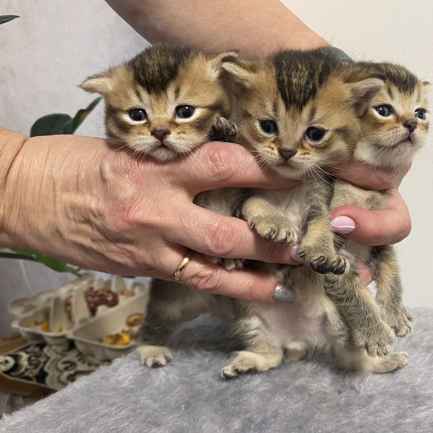 Шотландский вислоухий короткошёрстный котёнок