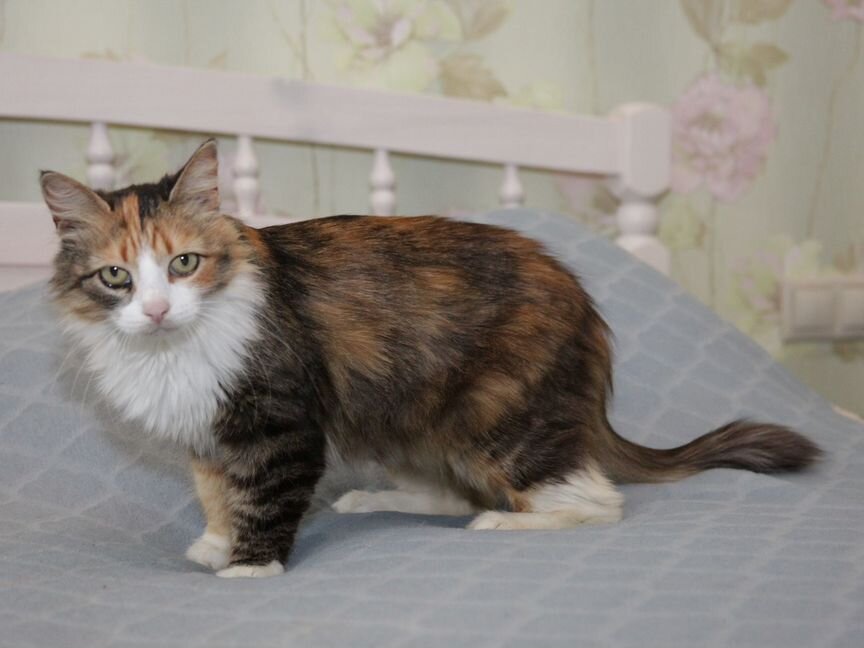 Добрая трехцветочка