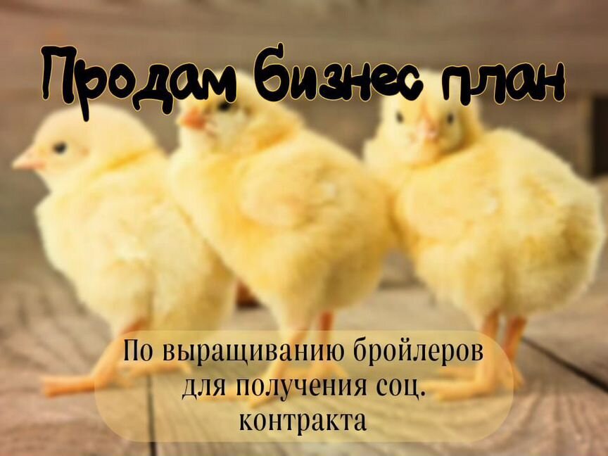 Куры бройлеры живым весом