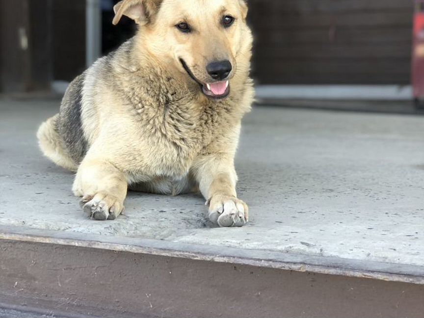 Злата собака компаньон