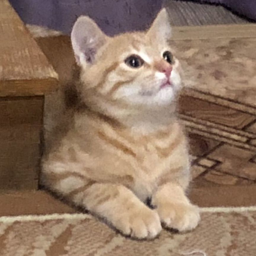 Рыжий котенок, мальчик, домашний ищет дом