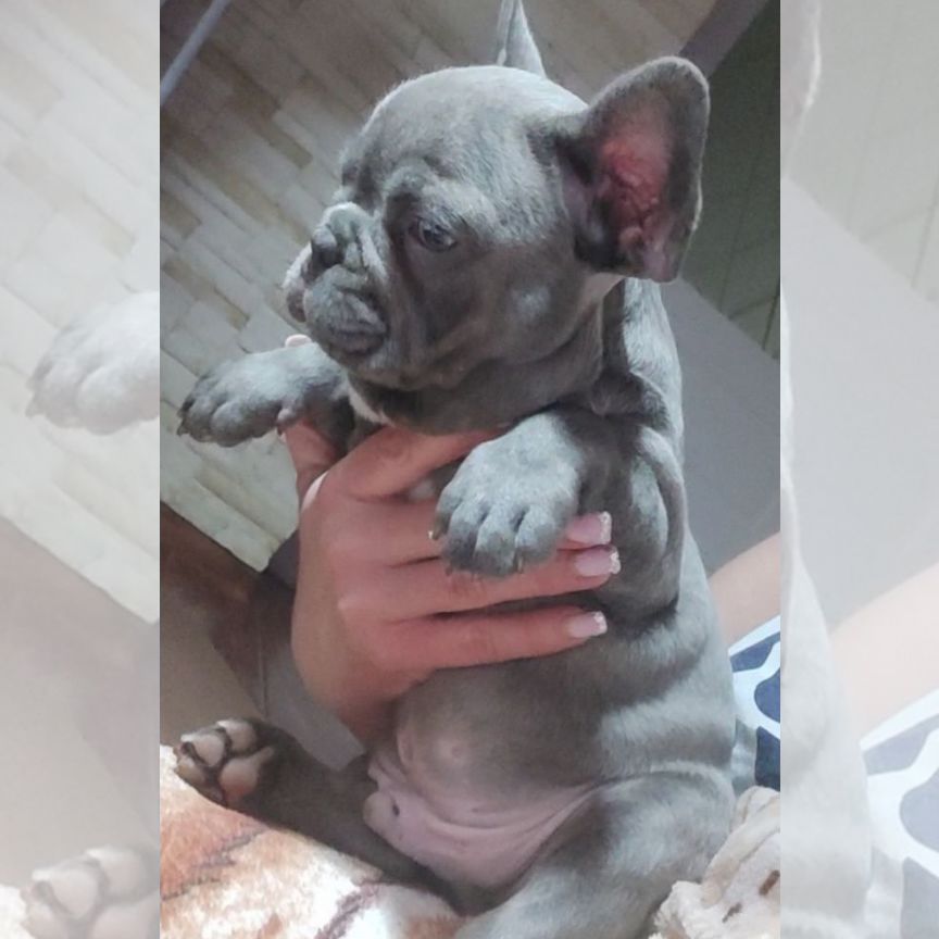 Французский бульдог, щенок