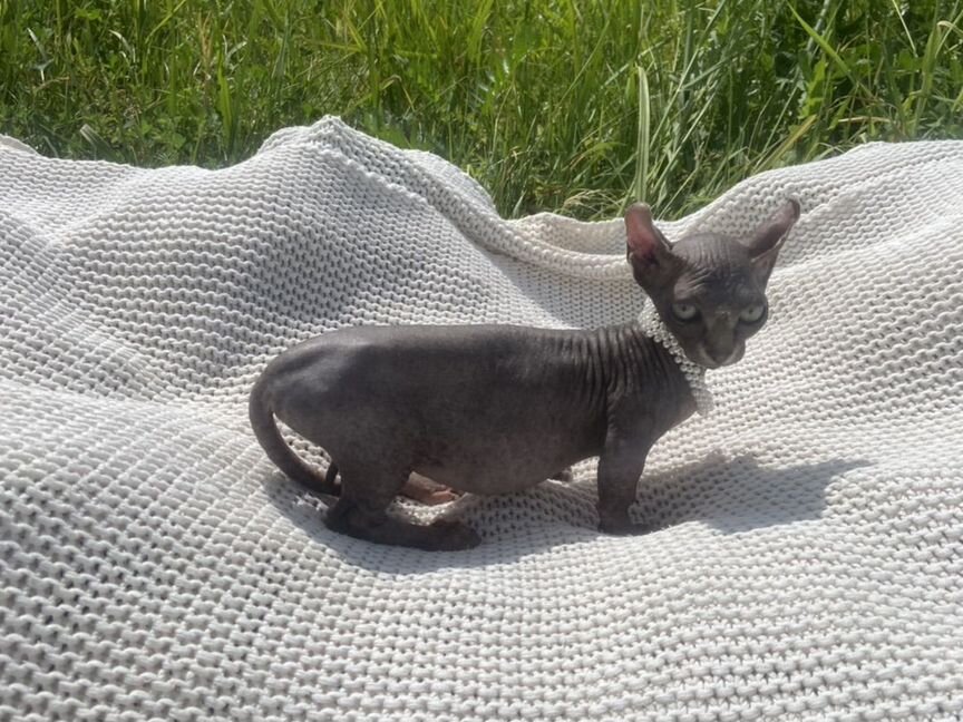 Сфинкс двэльф бамбино