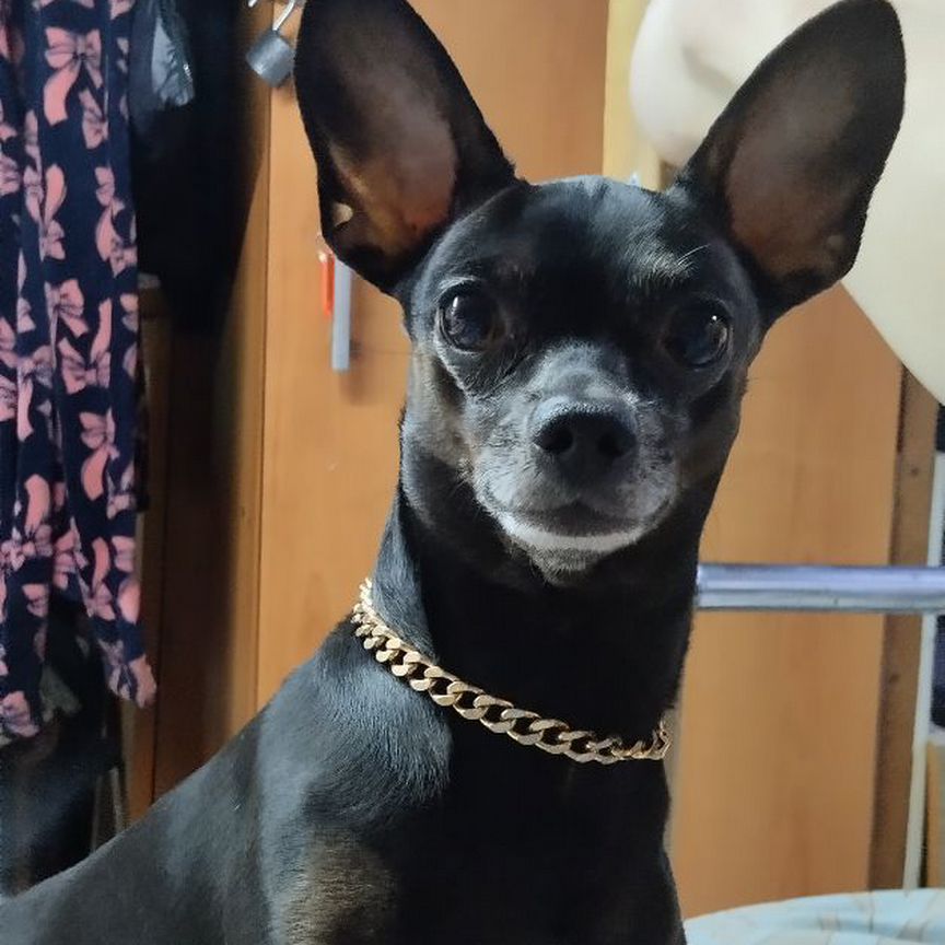 Ищем девочку для вязки. Всё прививки есть