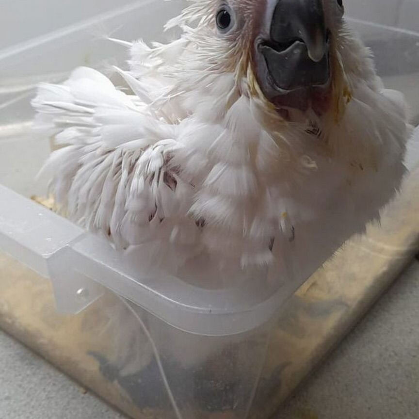 Попугай Какаду