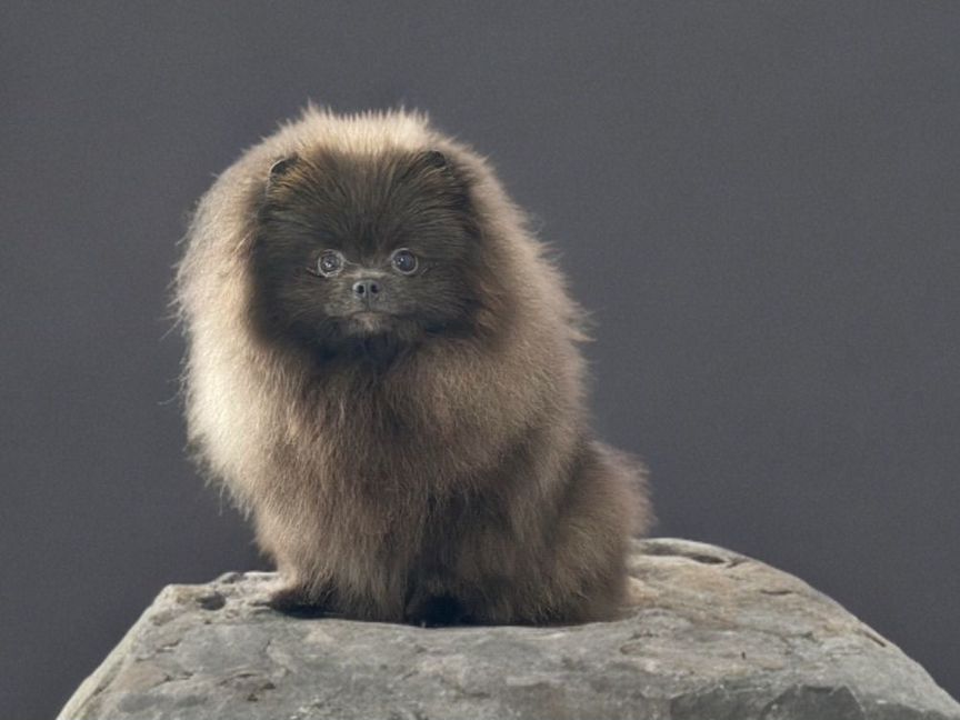 Шпиц померанский голубая девочка