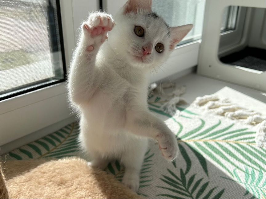 Маленький которебёнок девочка Таечка ищет дом