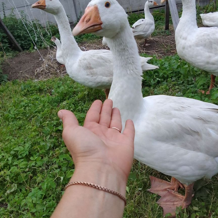 Гусь
