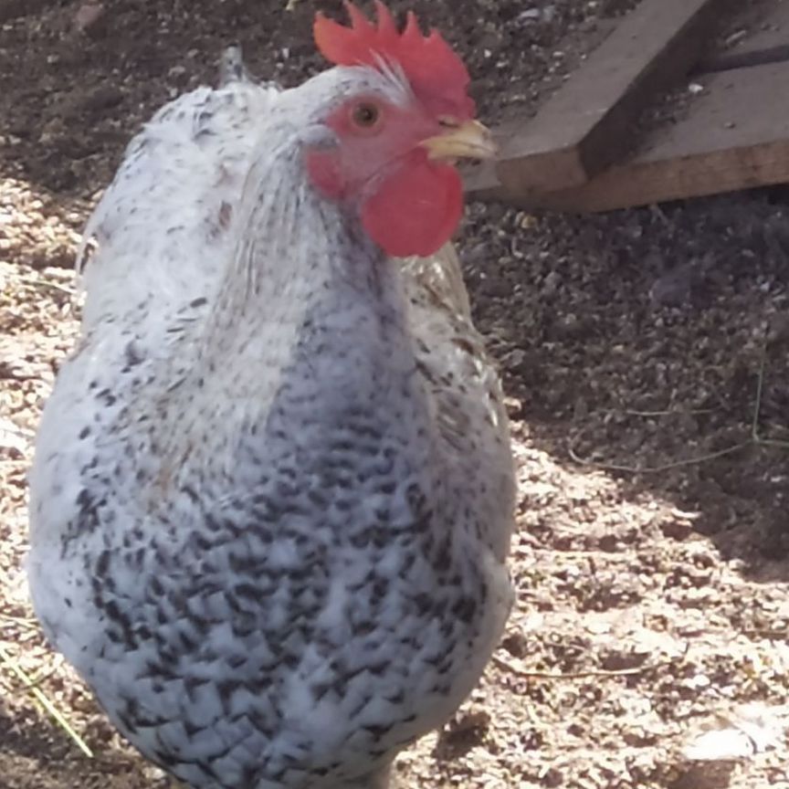 Молодые петухи Билефельдер