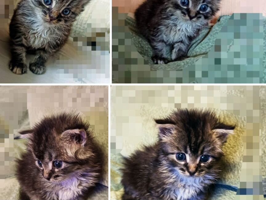 Котята/ котенок "вислоухий"