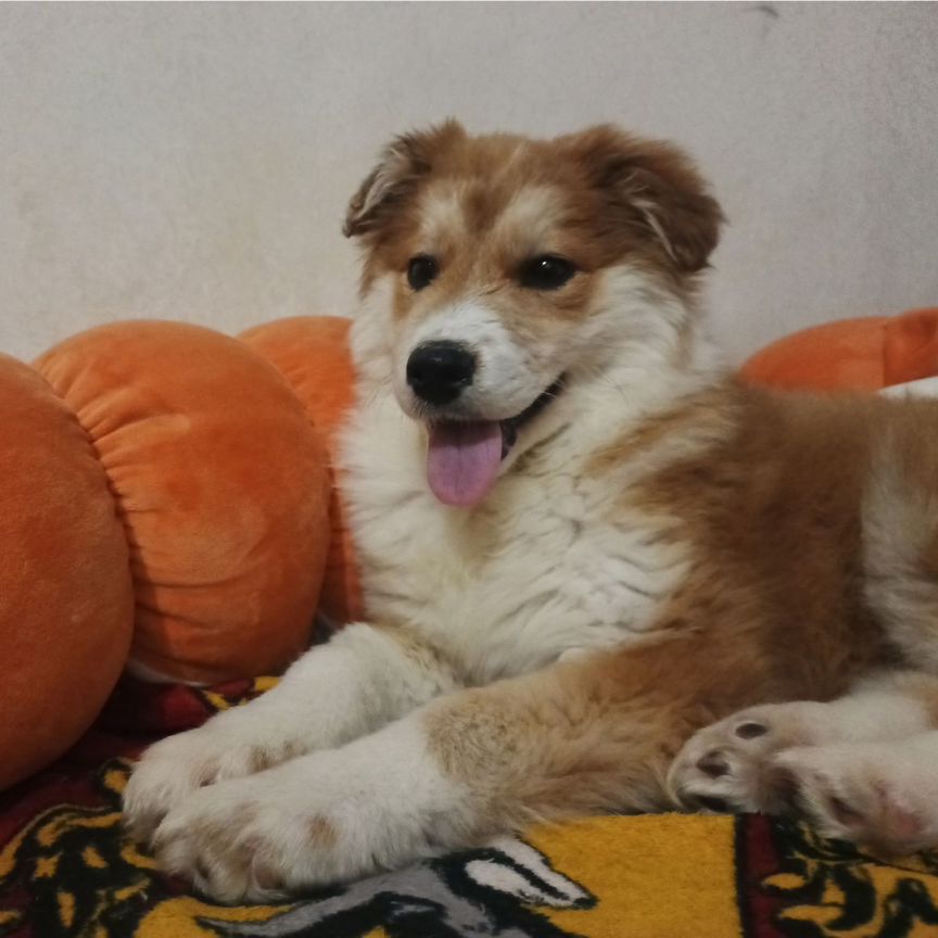 Щенок в добрые руки