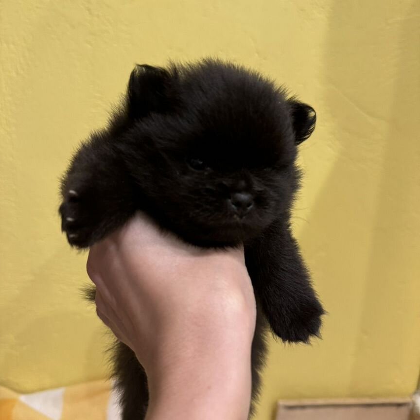 Щпице детки для резерва