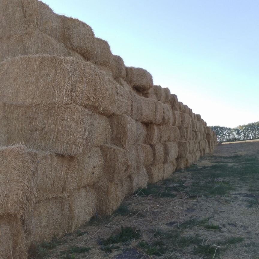 Солома пшеничная